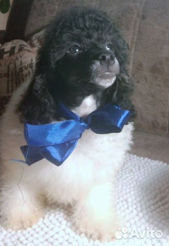 Мальчик арлекин