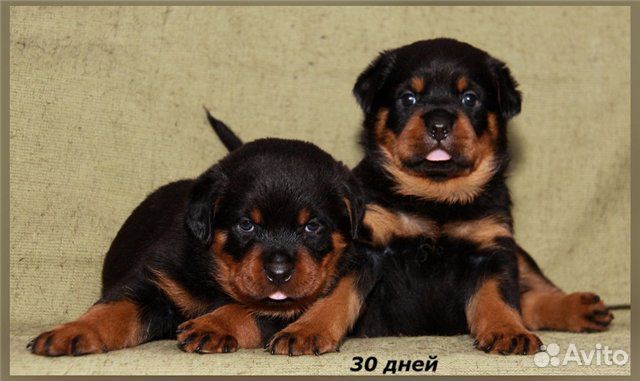 Девки