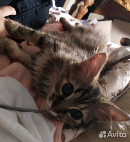 Котёнок в хорошие руки
