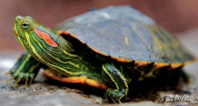 Отдам даром красноухих черепах (2 шт.) с аквариумо