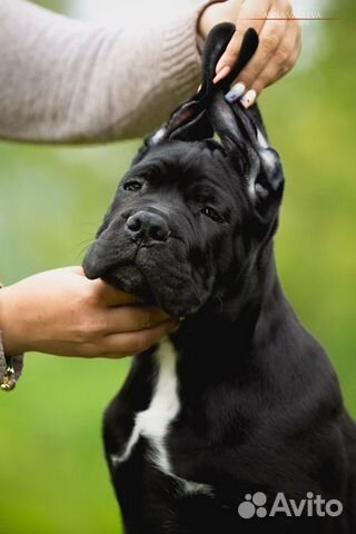 Шикарные щенки кане корсо