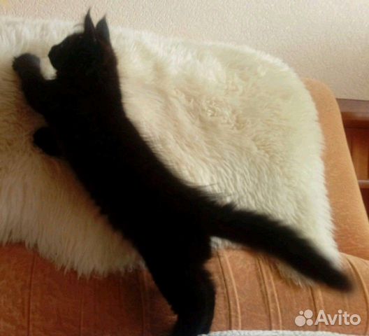 Очаровательная девочка мейн-куна