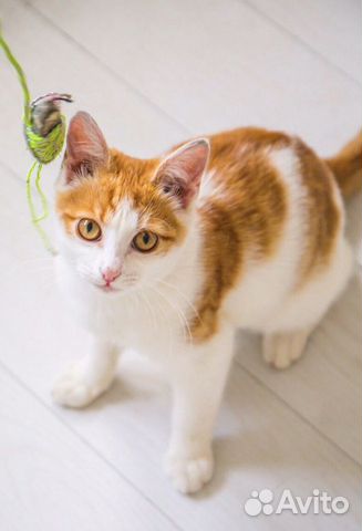 Солнечный котенок в добрые руки