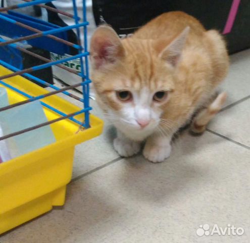 Отдам рыжее Солнце в заботливые руки