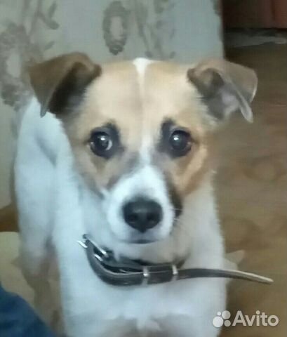 Ищет свой дом собачка