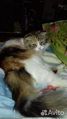 Пропала кошка