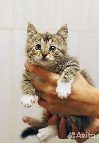 Крошечка красавица Сашуля в дар