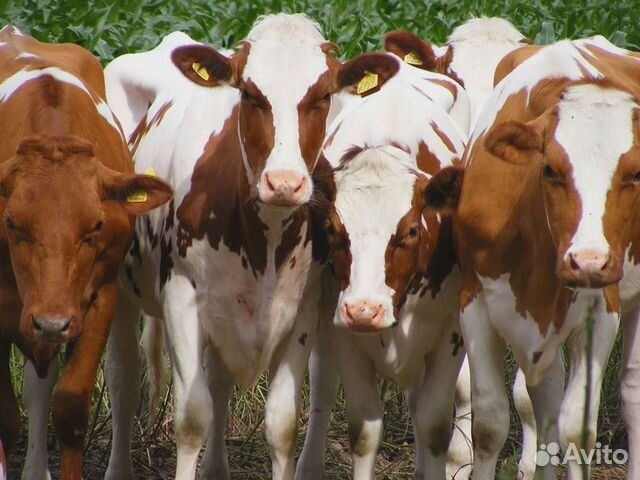 Прием крупнорогатого скота