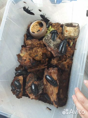 Тараканья ферма