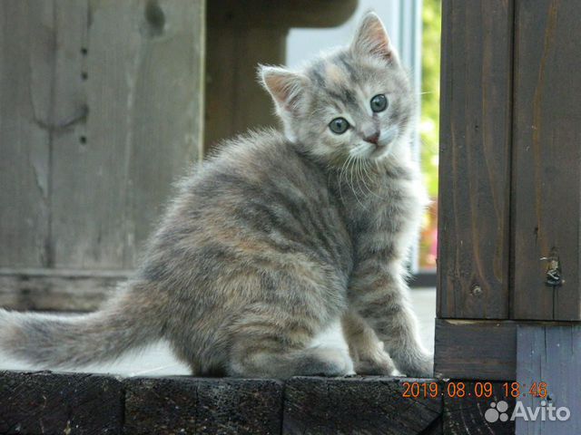 Котенок