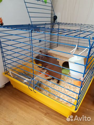 Скинни (лысая морская свинка)