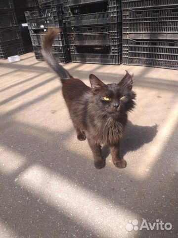 Необычная кошечка ищет дом