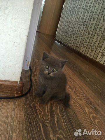 Продам британских кошечек