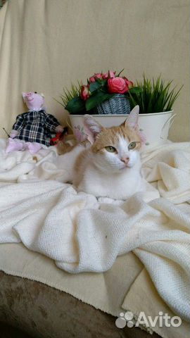 Кошечка ищет и дом