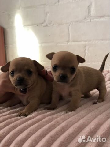 Щенки чихуахуа