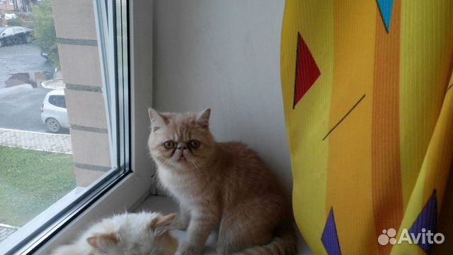 Чистокровный Экзо-Перс