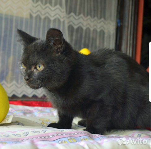 Красивые котята разных цветов