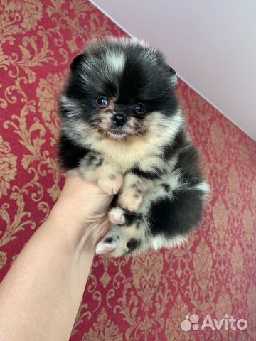 Шпиц мраморная минюшка