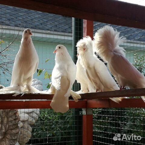 Продам голубей