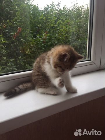 Британская кошечка, трёхцветная, редкость