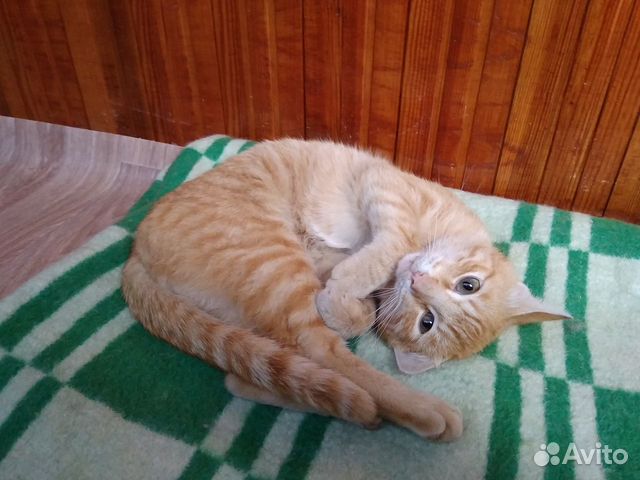 Котик Листик ищет дом