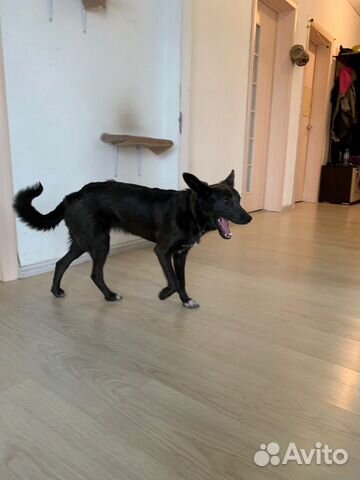 В дом, не на привязь