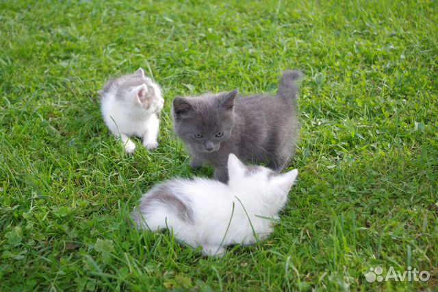 Котята в хорошие руки