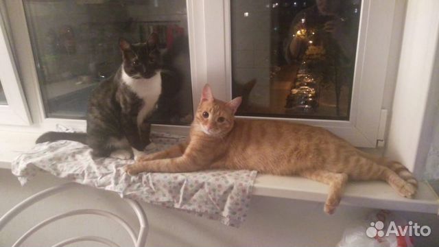 Котики в добрые руки