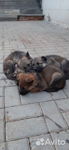 Щенята овчарки