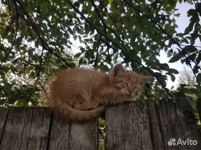 Котенок Симба