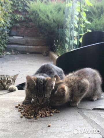 2 маленьких котёнка