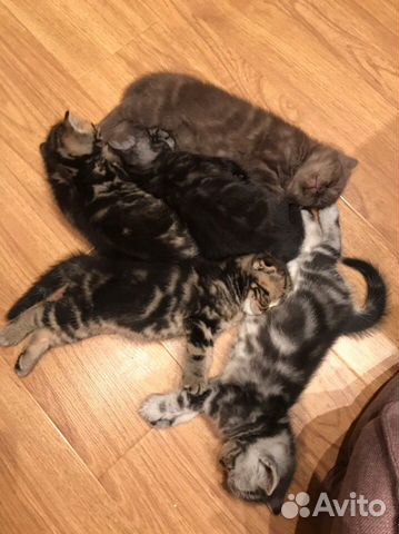 Шотландские котята