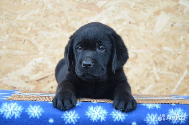 Продажа щенка Лабрадора