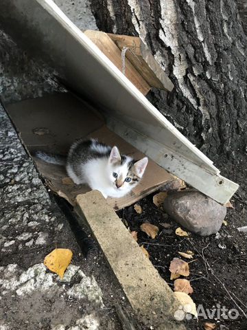 Отдам котенка