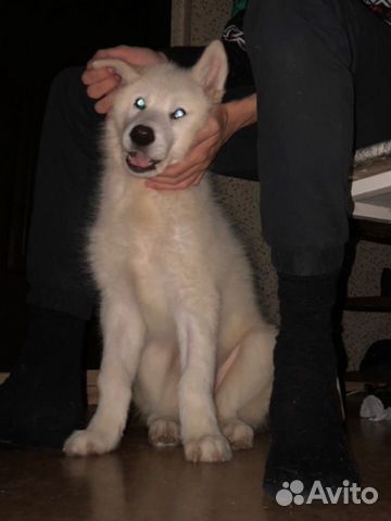 Щенок акиты