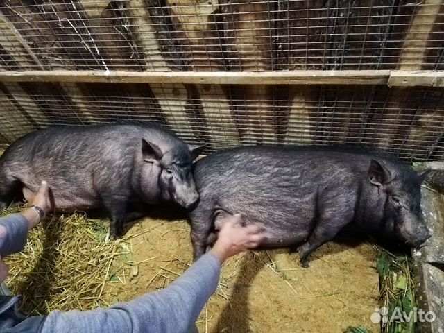 Вьетнамские вислобрюхие 8 мес