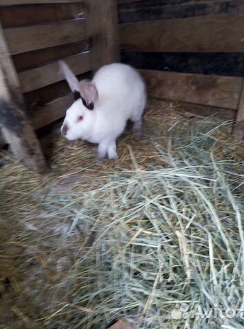 Продаю кроликов, крольчат, беременных, крупных и м