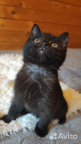Черный котик 2 месяца
