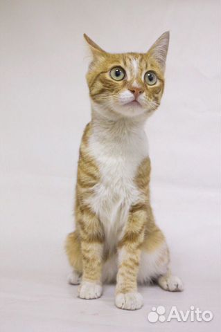 Санни (4 мес) очаровательный котик ищет дом