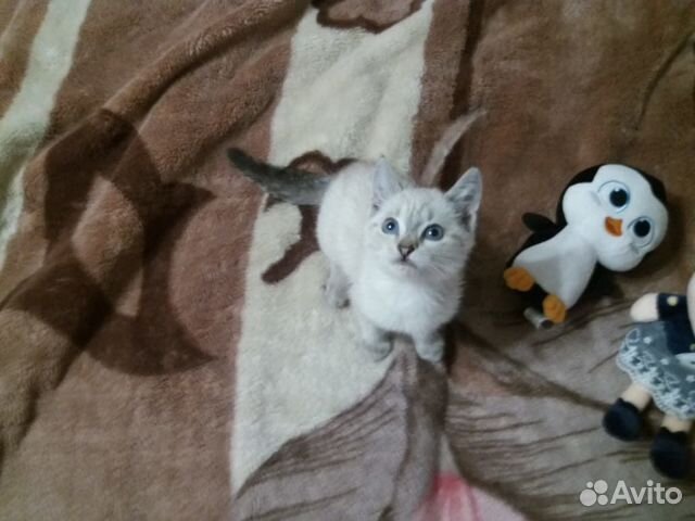 Котенок в добрые руки