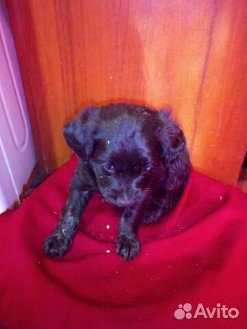 Щенки от маленькой собачки