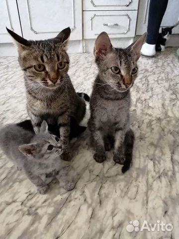 Отдам в добрые руки трёх замечательных котят