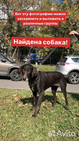 Надену собака Москва Бегала в районе Очаково-Матве