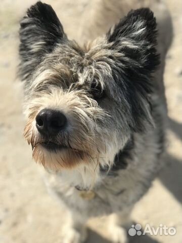 Метис южнорусской овчарки