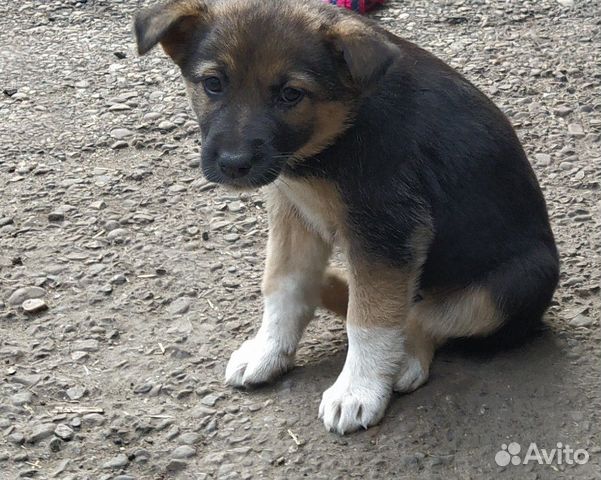 Милые щенята, очень шустрые умные)