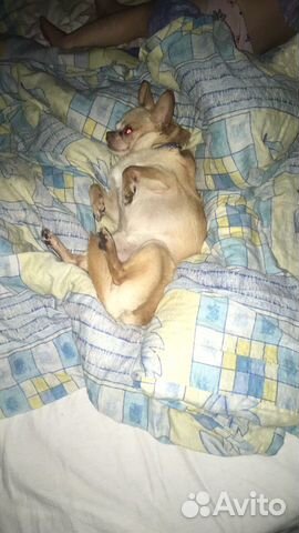 Чихуахуа случка