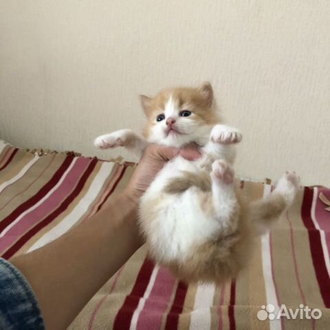 Гарфилд в добрые руки,полу шотландец