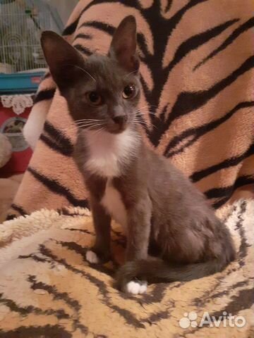 Маленькая шкода