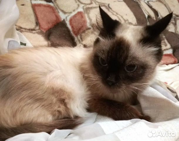 Ласкуша Муся-невская маскарадная кошечка-ищет дом