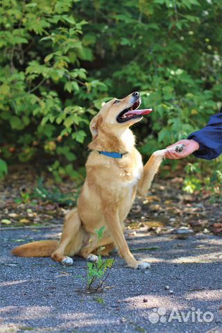 Собака в дар - примите счастье